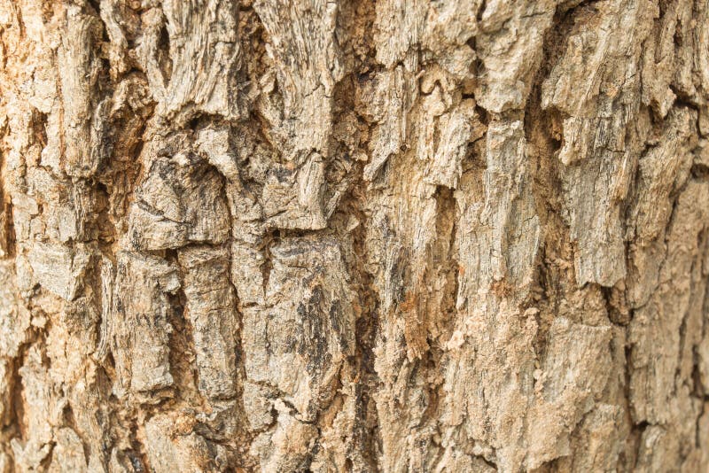 Bark pattern stock image. Image of pine, forest, bark - 43293379