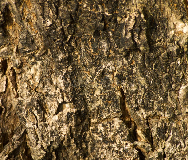 Bark pattern stock photo. Image of close, fragment, cortex - 45964852