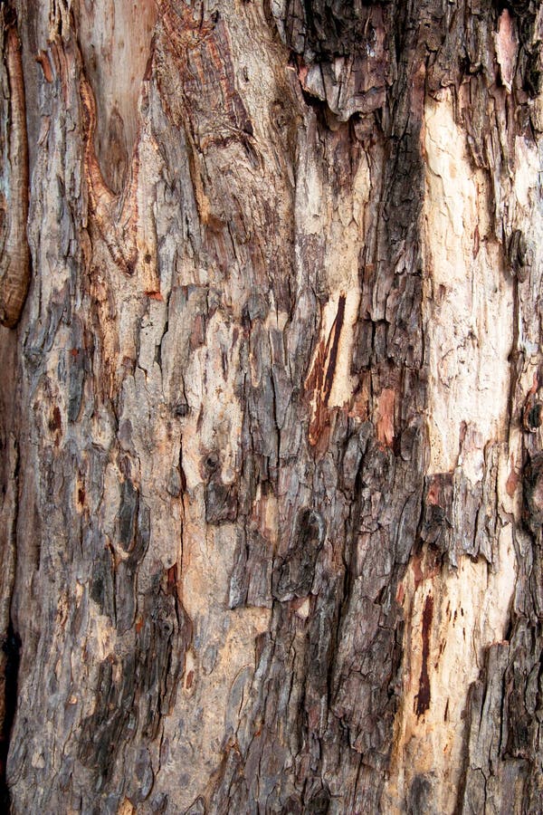 Bark Pattern of Old tree stock image. Image of abstract - 27901331