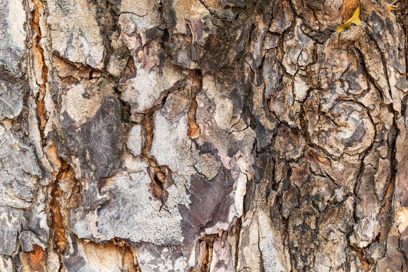 Bark pattern stock photo. Image of abstract, decorative - 51497306