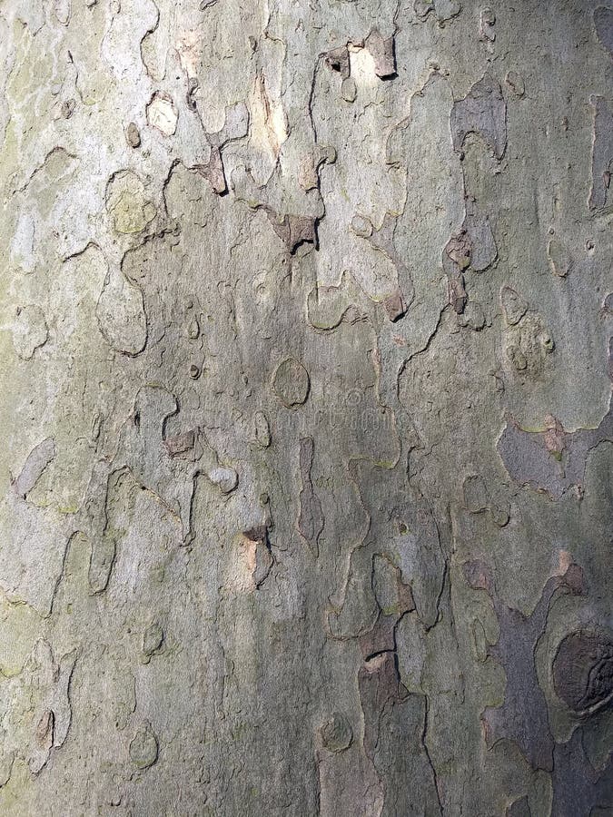 Plane tree bark pattern stock photo. Image of wood, platanus - 113864972