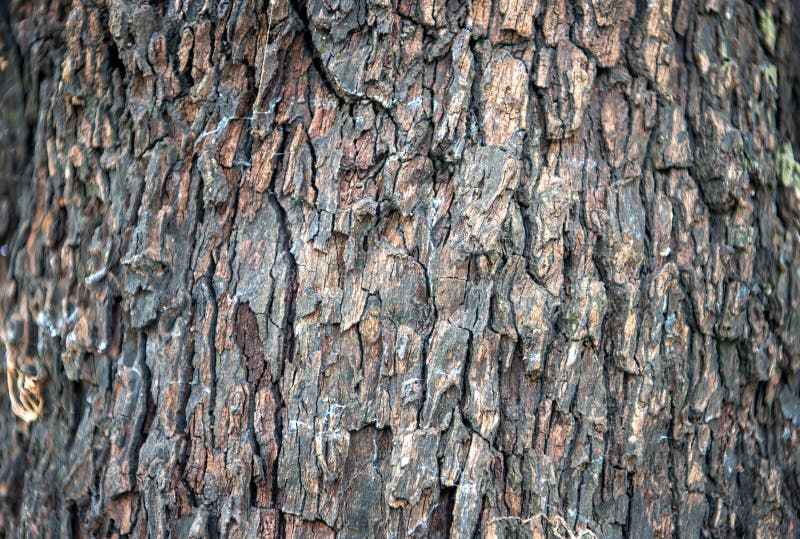 Bark Pattern is Seamless Texture from Tree Stock Photo - Image of grain ...