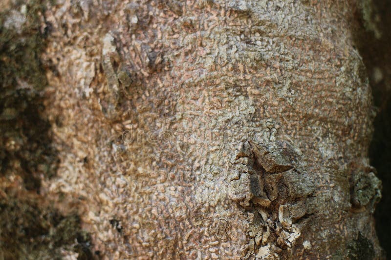 Bark Pattern is Seamless Texture from Tree. for Background Wood Work ...