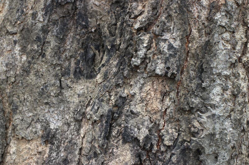 Bark Pattern is Seamless Texture from Tree. for Background Wood Work ...