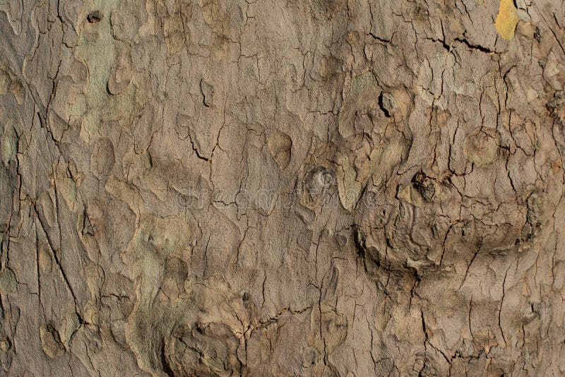 Bark Pattern is Seamless Texture from Tree. for Background Wood Work ...
