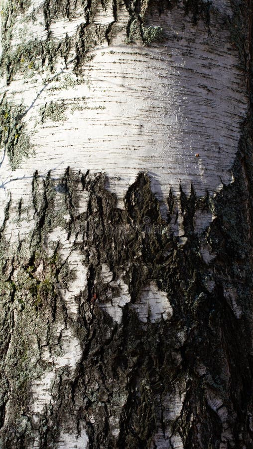 Bark Pattern is Seamless Texture from Tree. Silver Birch Tree Trunk Stock Photo - Image of ...