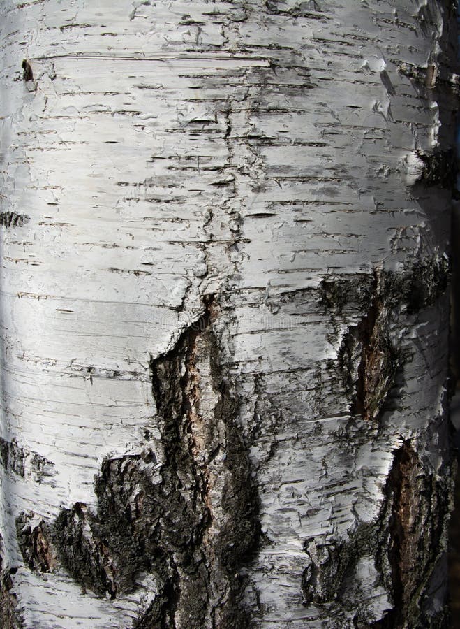 Bark Pattern is Seamless Texture from Tree. Silver Birch Tree Trunk Stock Image - Image of ...