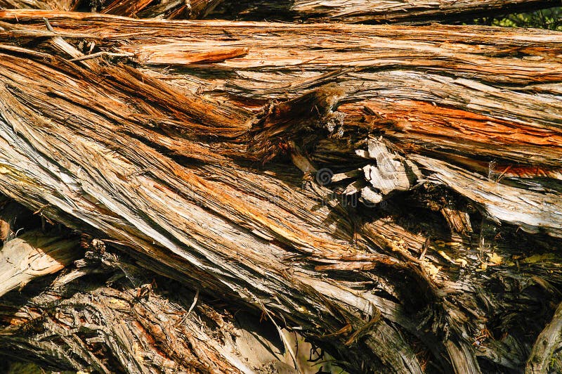Bark stock photo. Image of ancient, decay, fallen, waves - 262031670