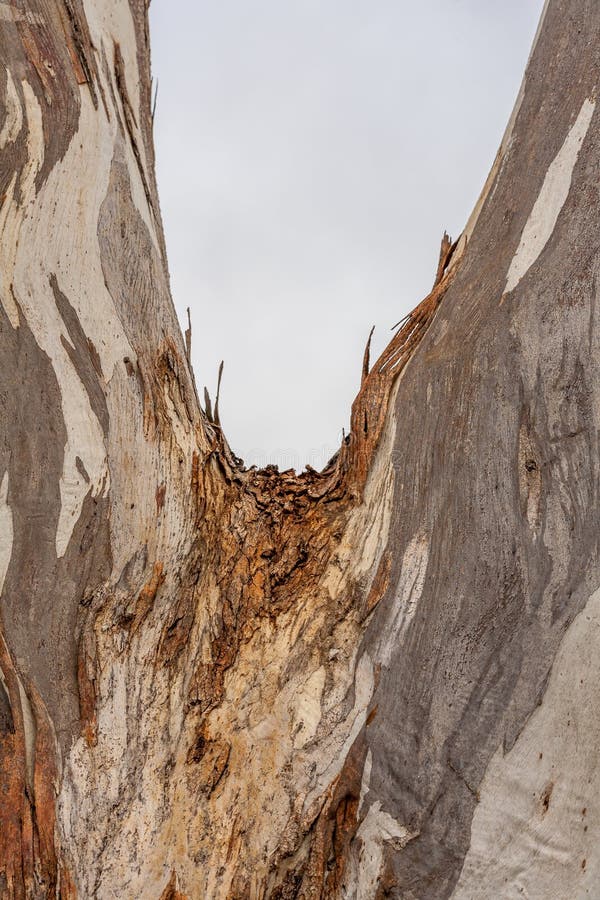 Tree trunk bark stock photo. Image of grey, background - 133446116