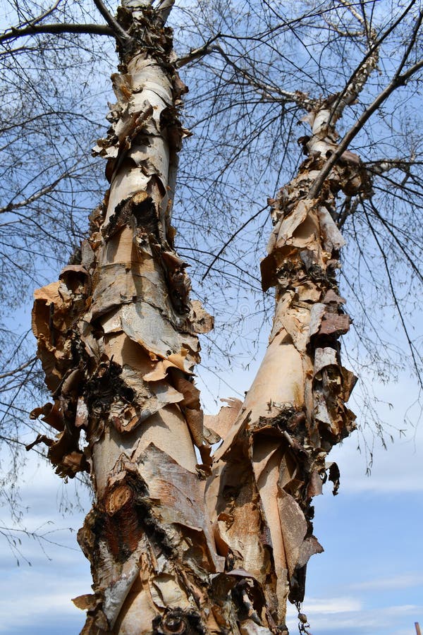 TREE TRUNK WITH BARK PEELING OFF Stock Image - Image of surface, trunk ...