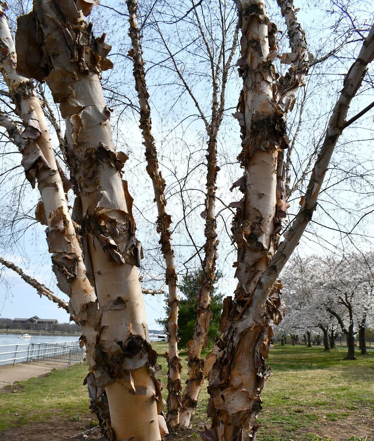 Bark Peeling Off a Tree Trunk in Early Spring Stock Photo - Image of ...