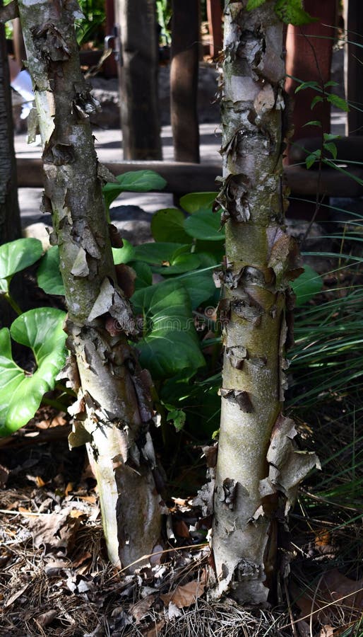 Bark peeling off of trees stock image. Image of detail - 145530933