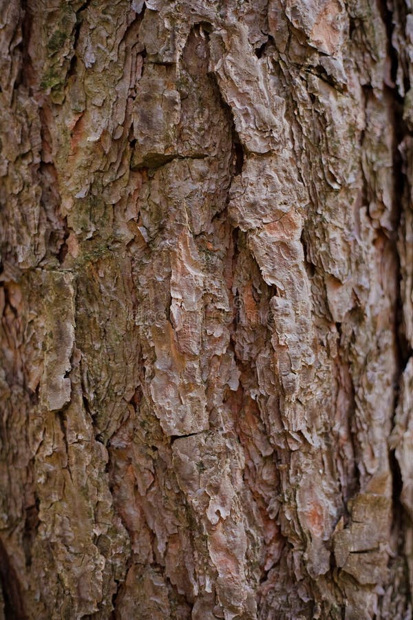 Bark of a pine tree stock photo. Image of extract, forest - 217085670