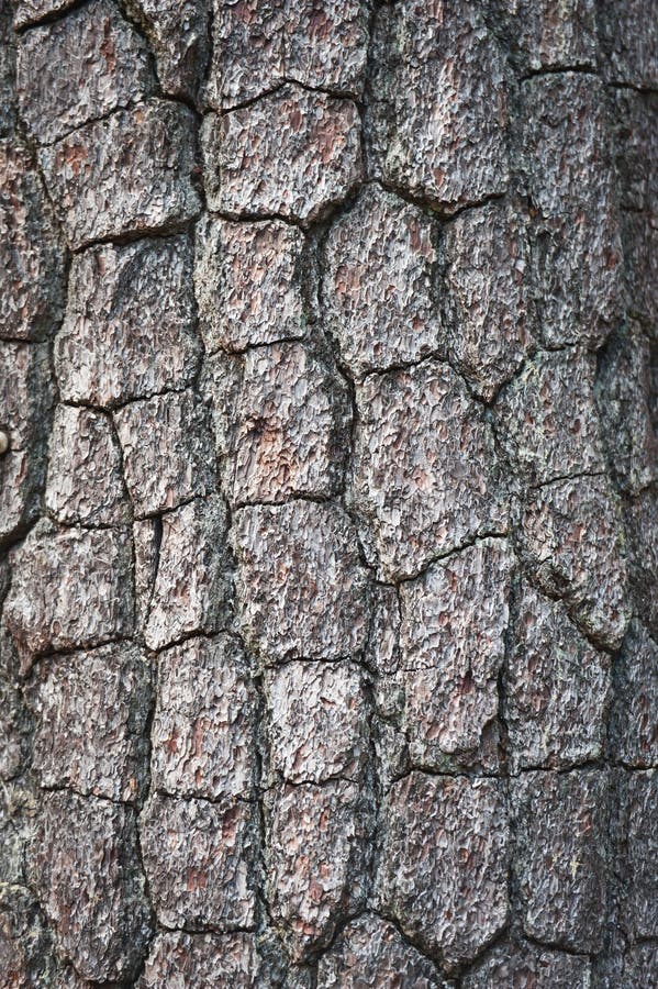 Coconut Tree Bark stock photo. Image of board, abstract - 12535756