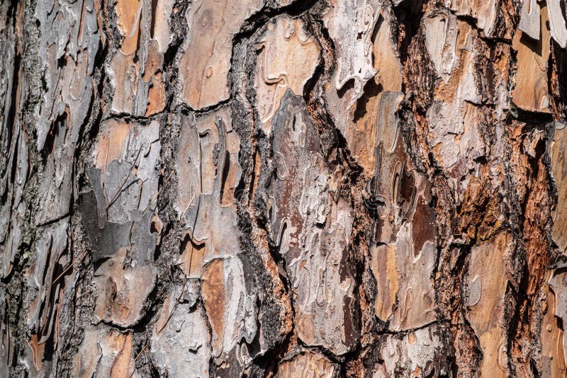 3,584 Pine Tree Bark Seamless Texture Stock Photos - Free & Royalty ...