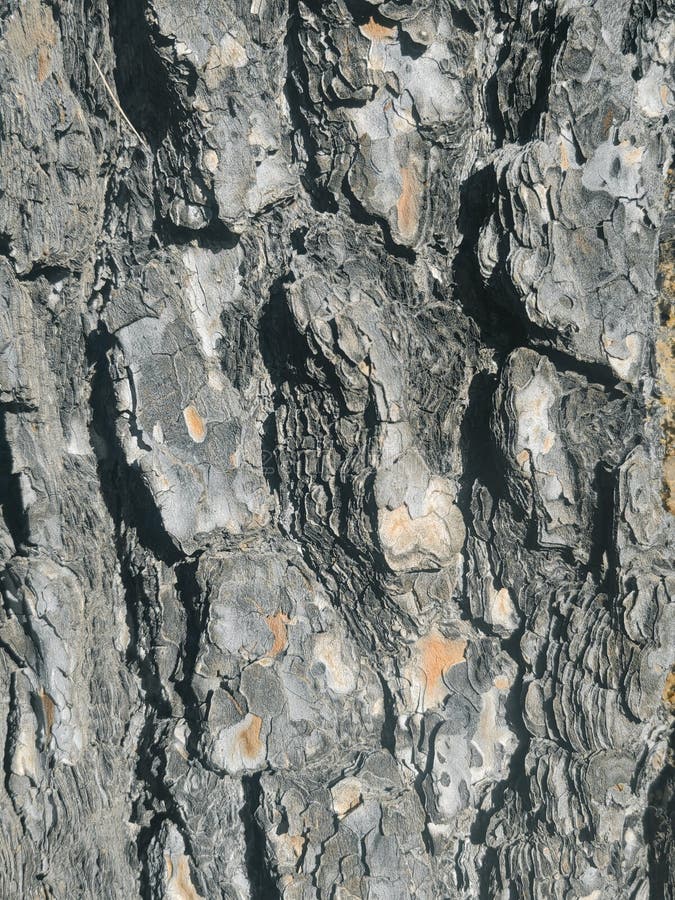 Bark of Pine Tree. Brown Tile Texture of the Old Tree Stock Image ...