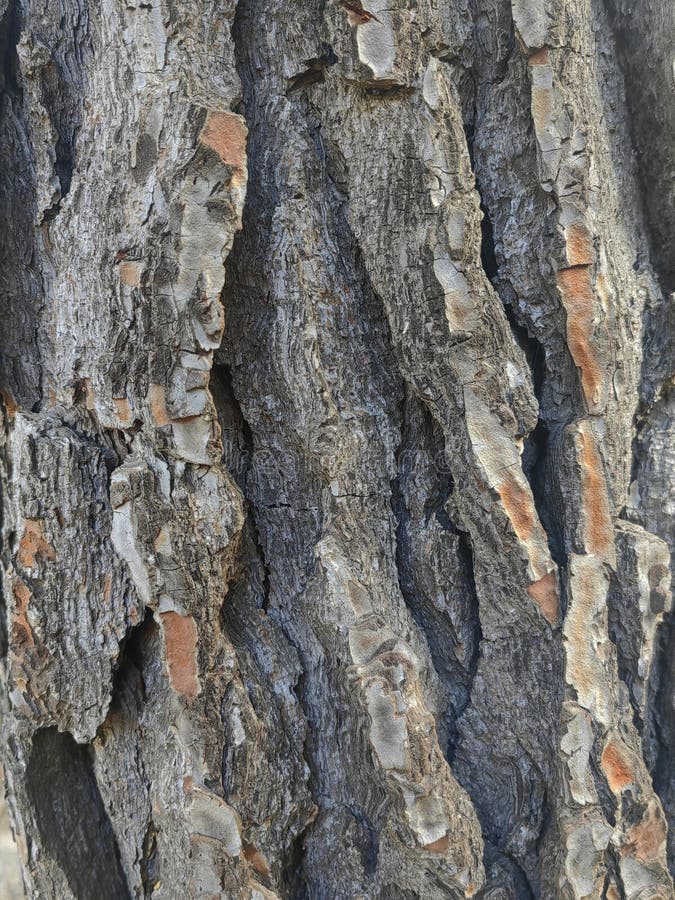 Bark of Pine Tree. Brown Tile Texture of the Old Tree Stock Photo ...