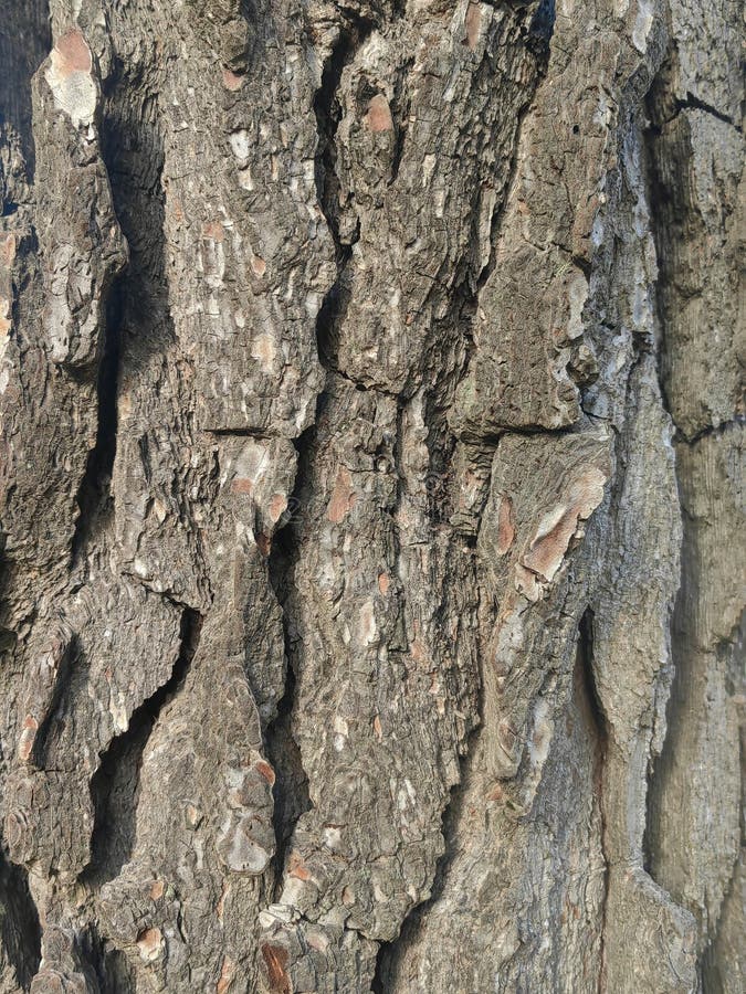 Bark of Pine Tree. Brown Tile Texture of the Old Tree Stock Photo ...