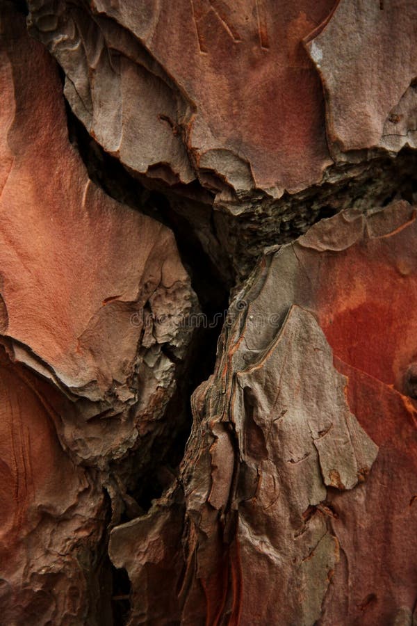 Bark of a Pine Tree stock photo. Image of cracked, stem - 68397432