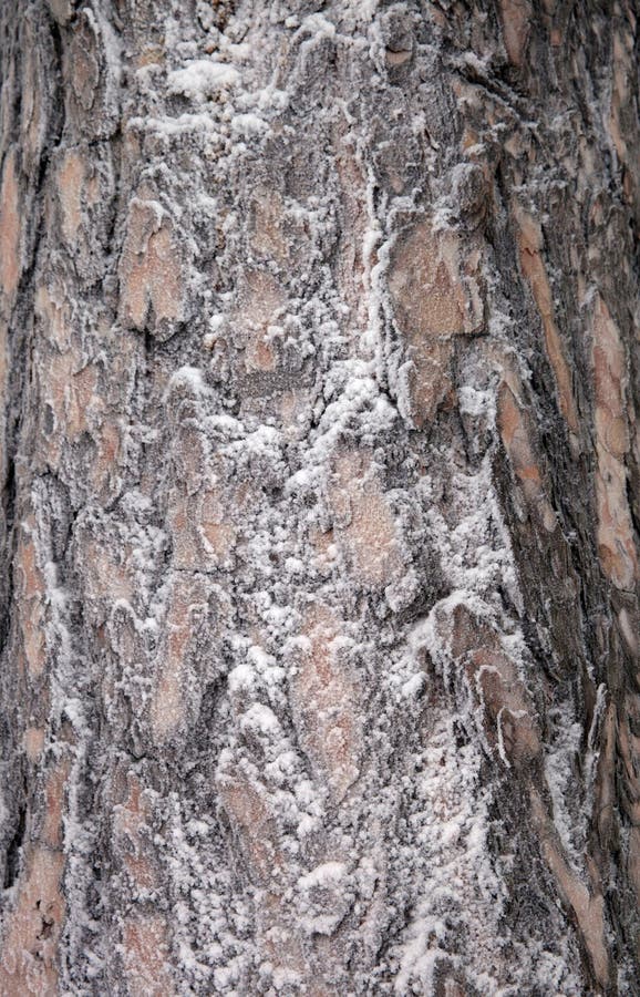 The Bark of the Pine Tree is Covered with Frost Stock Photo - Image of ...