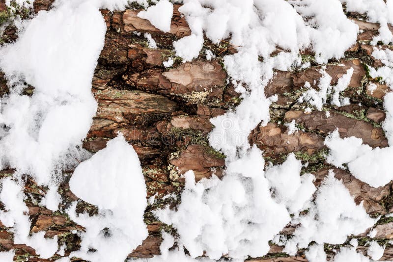 576 Bark Pine Tree Covered Snow Texture Stock Photos - Free & Royalty ...
