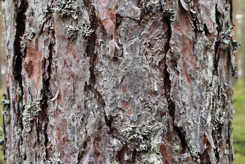 Bark of Pine Tree and Lichen Closeup Stock Photo - Image of tree, trunk ...