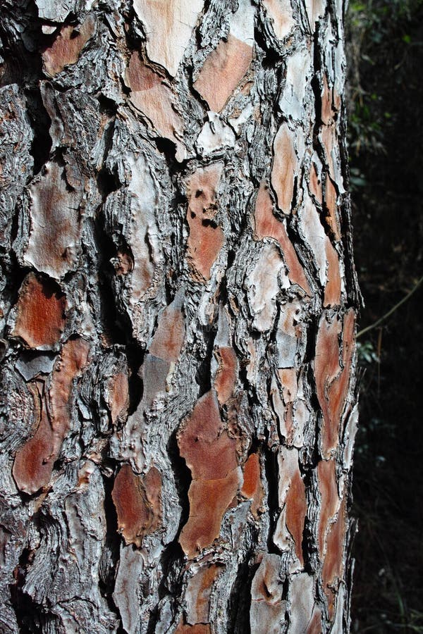 Bark of Pine Tree stock photo. Image of cedar, leather - 114905454
