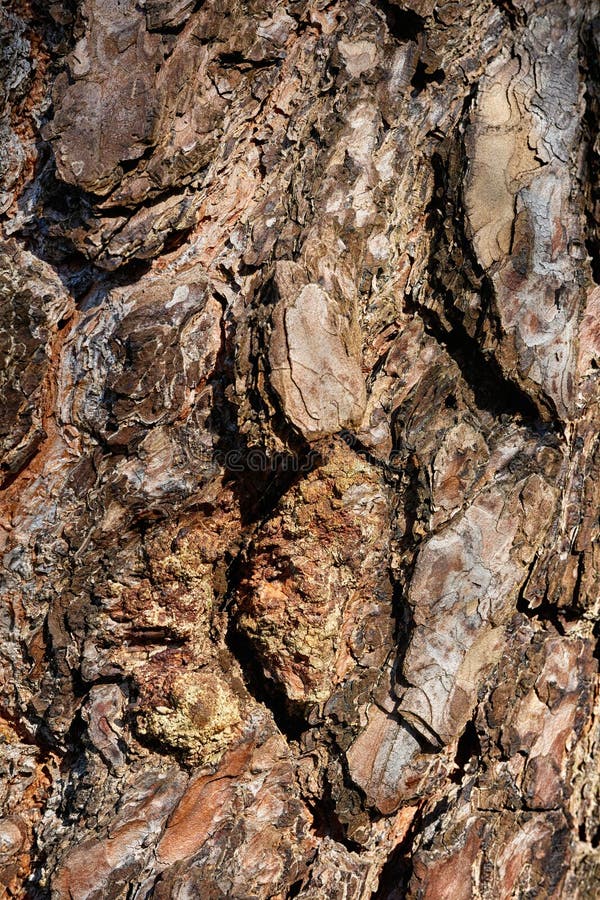 Bark of Pine Tree (Pinus) Close Up, Background. Stock Photo - Image of ...