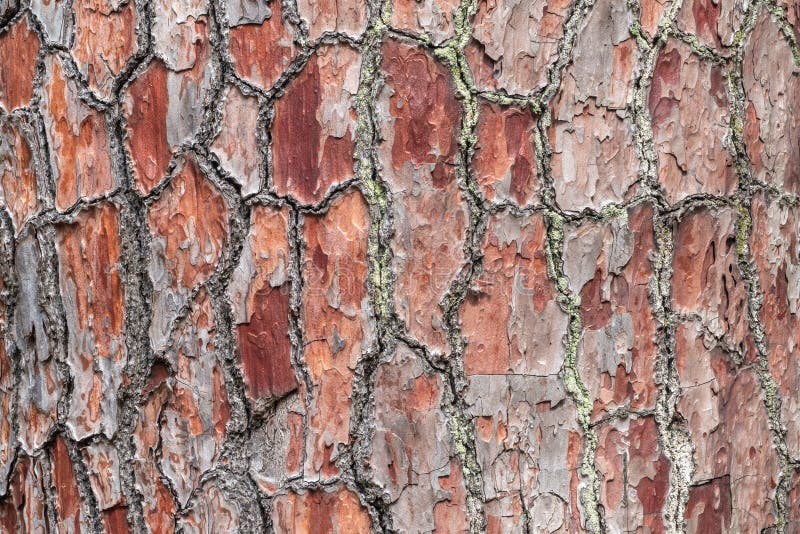 Bark of pine tree stock image. Image of natural, background - 184544811