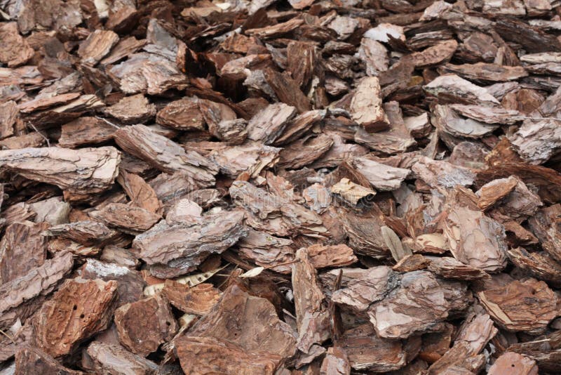 The bark of a pine tree stock photo. Image of bedding - 148591856