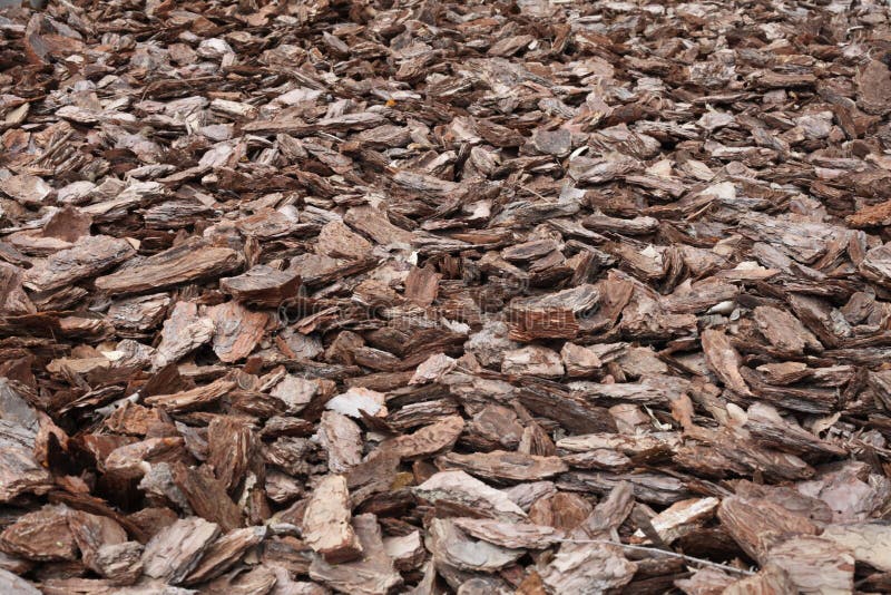 The bark of a pine tree stock image. Image of pine, shredded - 148592313