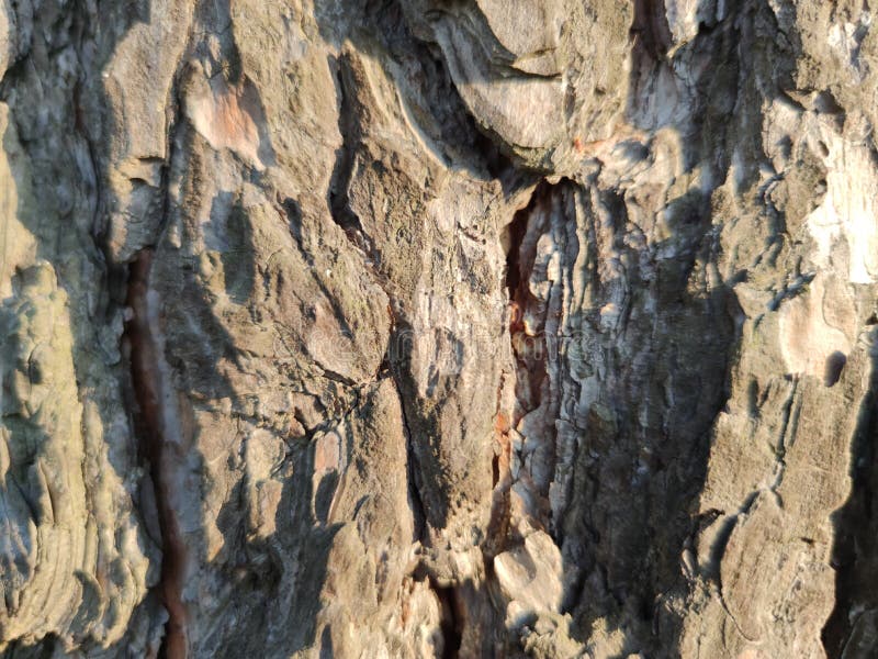 Rough Pine Bark Texture Close-up. with the Protruding Resin Stock Image ...