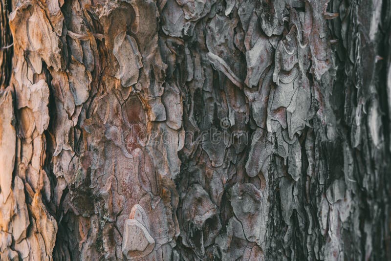 Seamless Pine Tree Texture