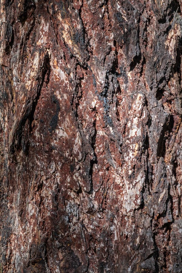 Bark of Pine Tree. the Texture of Spruce Bark Stock Photo - Image of ...
