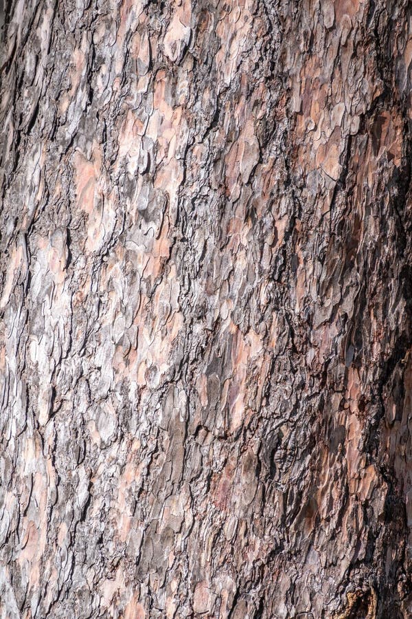Bark of Pine Tree. the Texture of Spruce Bark Stock Photo - Image of ...