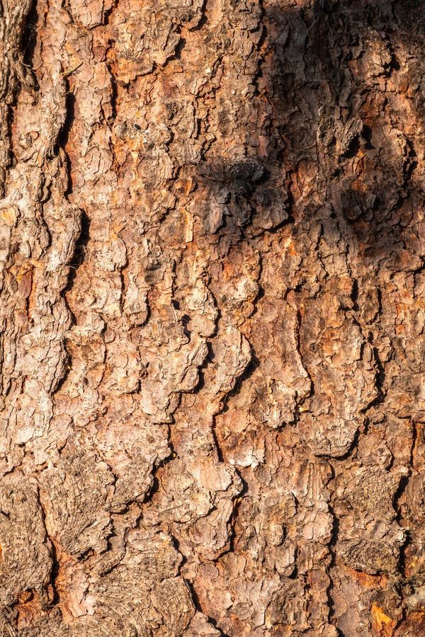 Bark Of Pine Tree. The Texture Of Spruce Bark Stock Photo - Image of ...