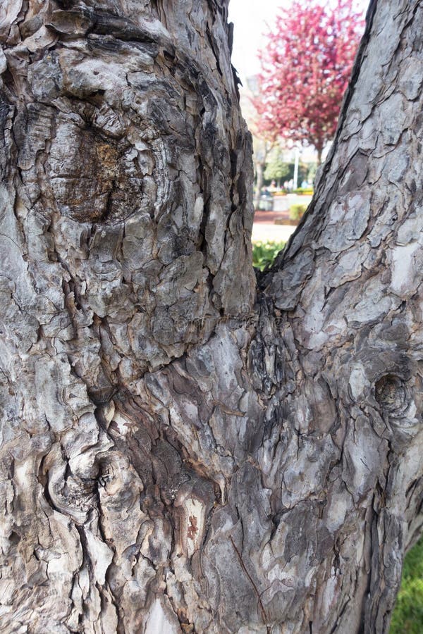 Bark of plane tree stock image. Image of plank, people - 166901521