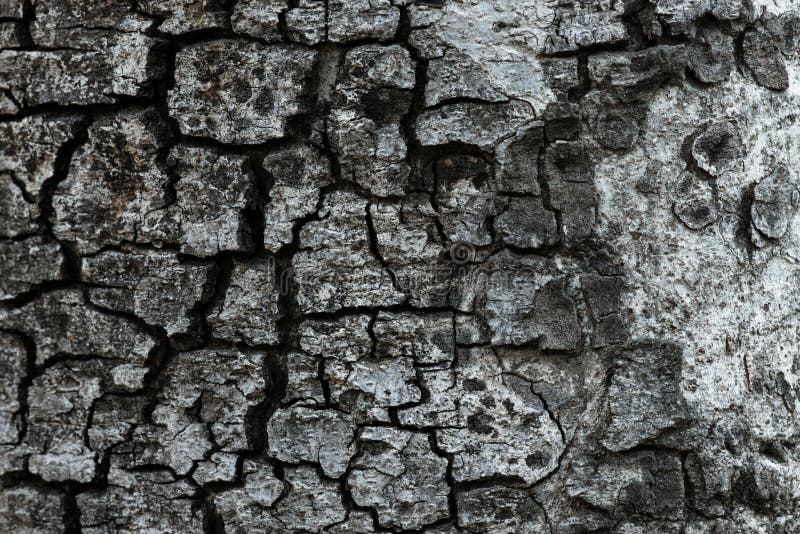 Bark of plane tree stock photo. Image of timber, color - 88939106