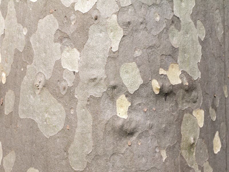 Bark of the plane tree stock image. Image of texture - 89662067