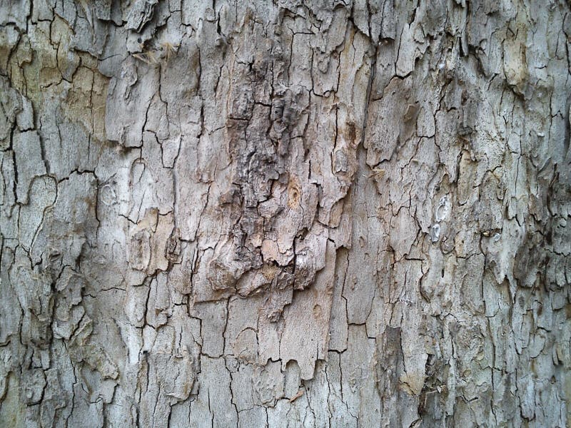 The Bark of a Tree. Brown and Beige Colors in an Exfoliating Bark Stock ...