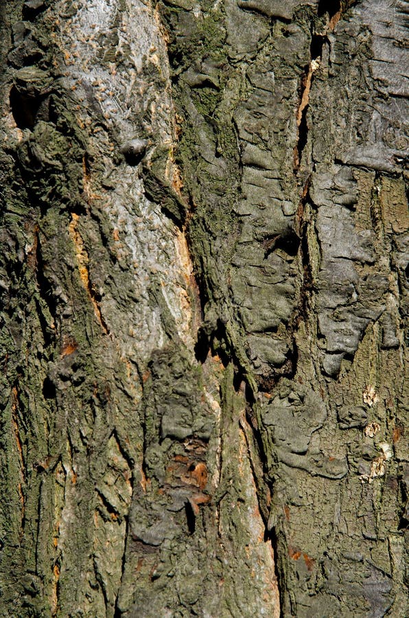 Plum tree bark stock image. Image of background, backdrop - 27493225