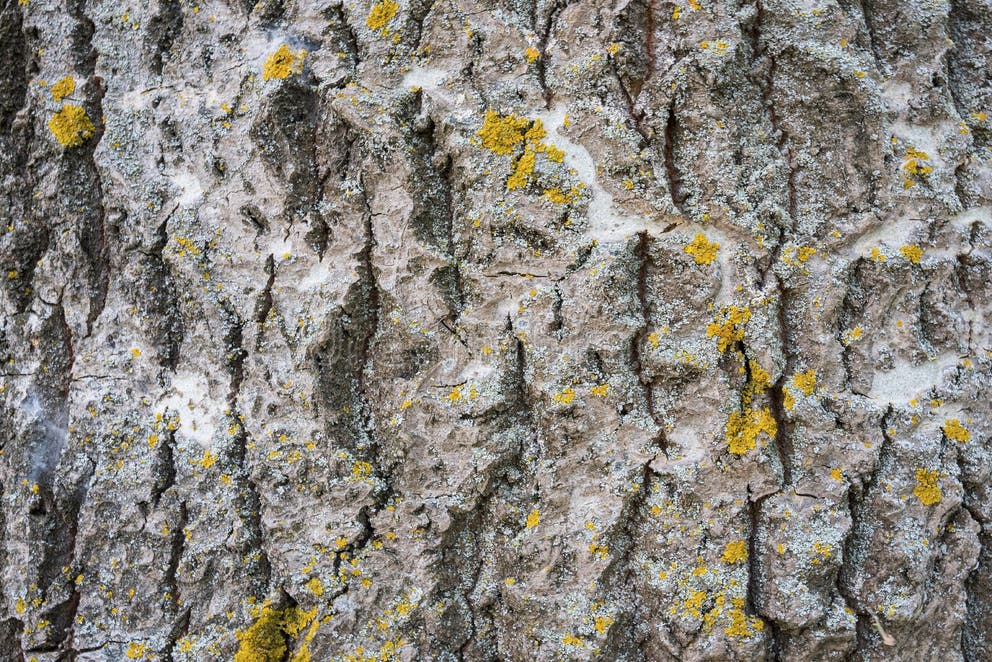 Bark of the Populus Alba Tree, Set Collection of Bark of Trees Stock ...