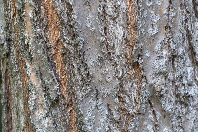 Bark of a Populus Tree As an Abstract Background. Texture of Bark Stock ...