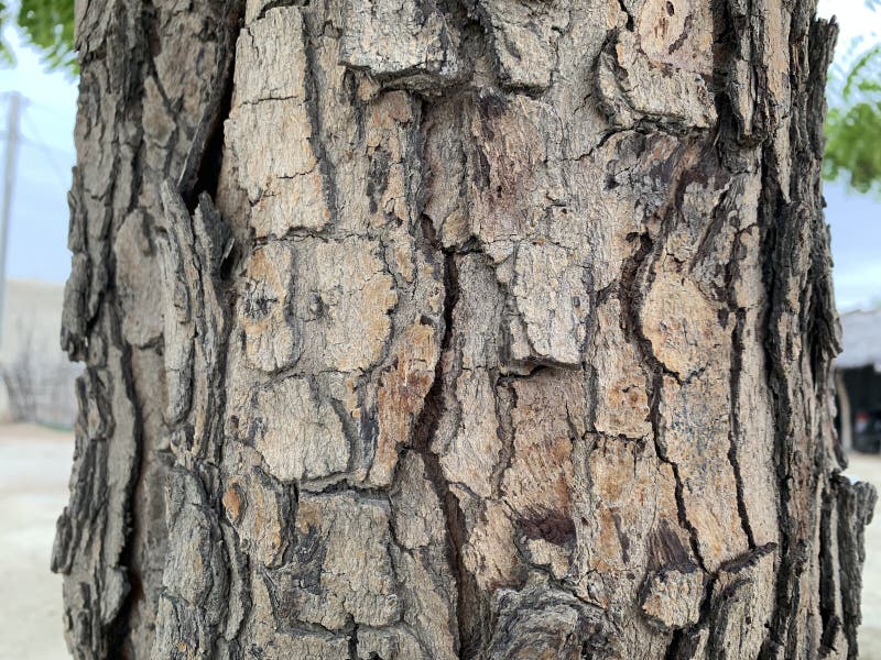 576 Neem Tree Bark Stock Photos - Free & Royalty-Free Stock Photos from ...