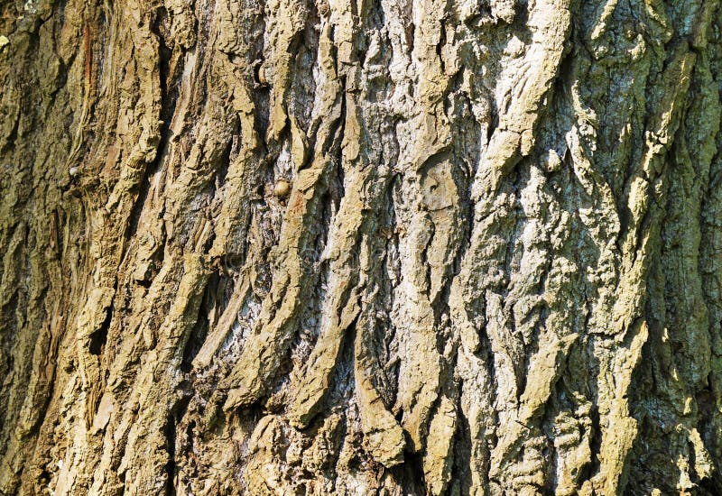 Bark of the quaking aspen stock photo. Image of autumn - 315235424