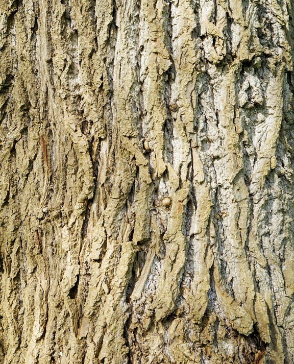 Bark of the quaking aspen stock photo. Image of environment - 315235430