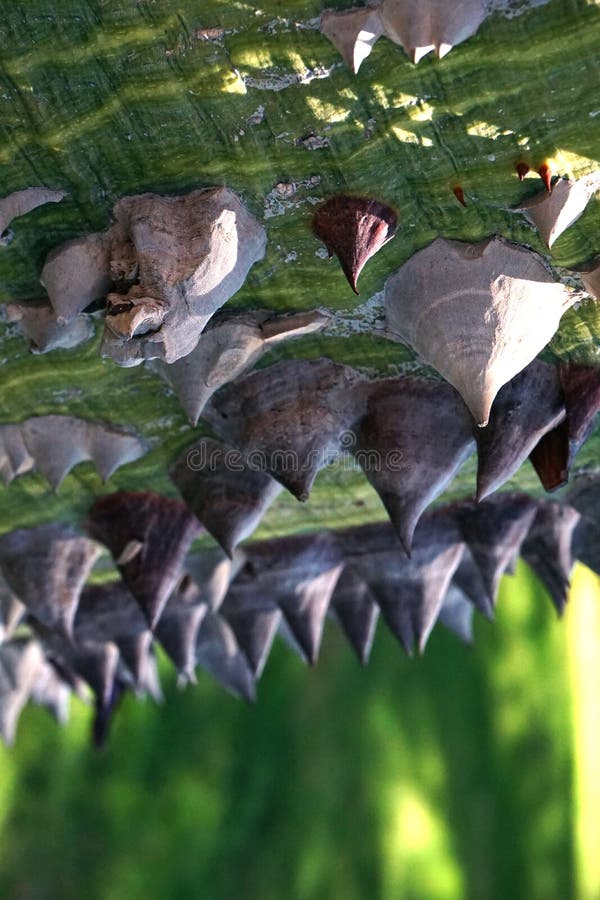 The Bark of a Rare Monkey Tree. Background of the Barbed Bark. Stock ...