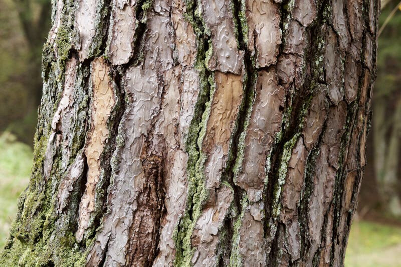 Bark of red pine stock image. Image of plant, skin, aging - 63002285