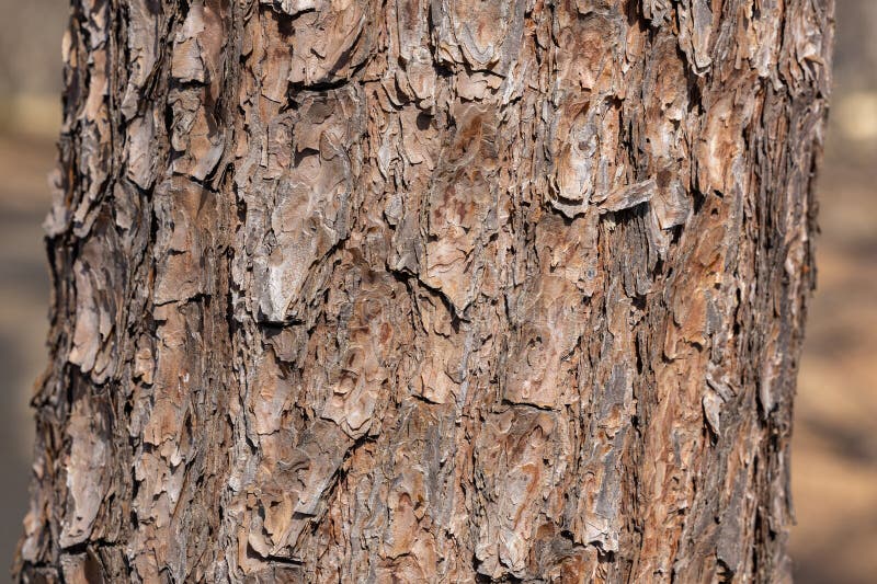 Bark of Red Pine in Spring Forest Park. Stock Photo - Image of grain ...