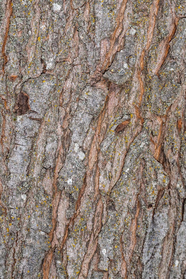 Bark of Red or Swamp Maple stock image. Image of america - 191732535